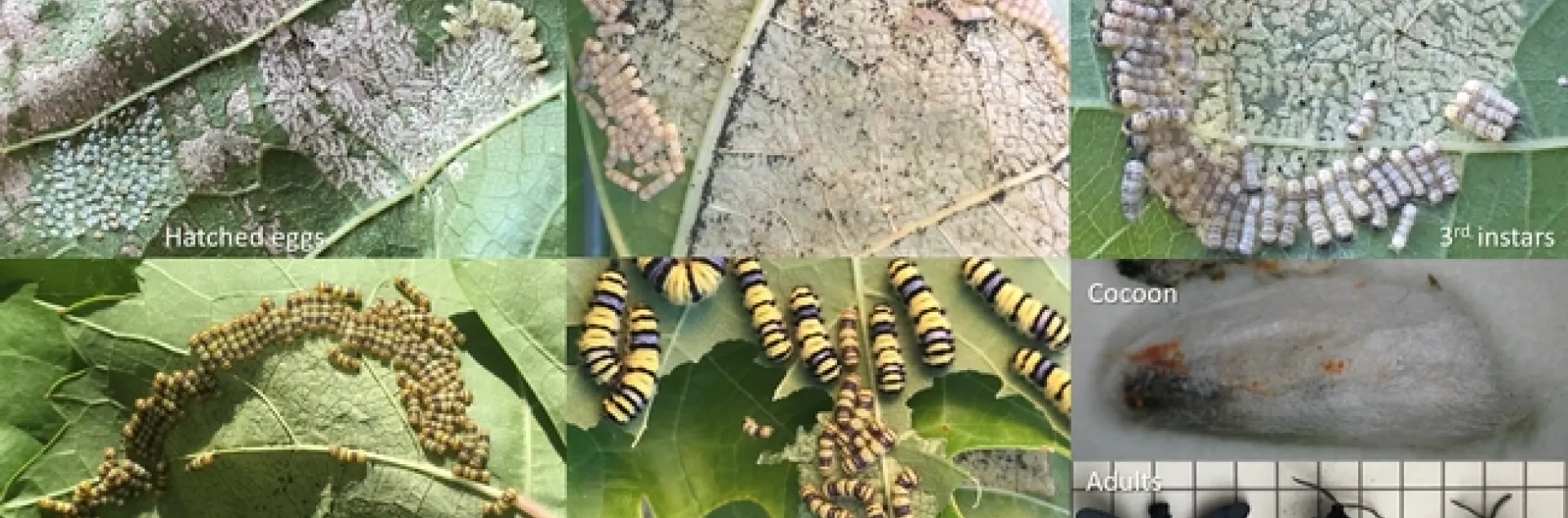 Biorational control options for the western grapeleaf skeletonizer, a ...