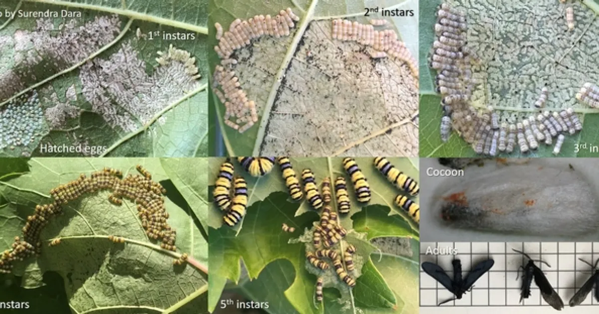Biorational control options for the western grapeleaf skeletonizer, a ...