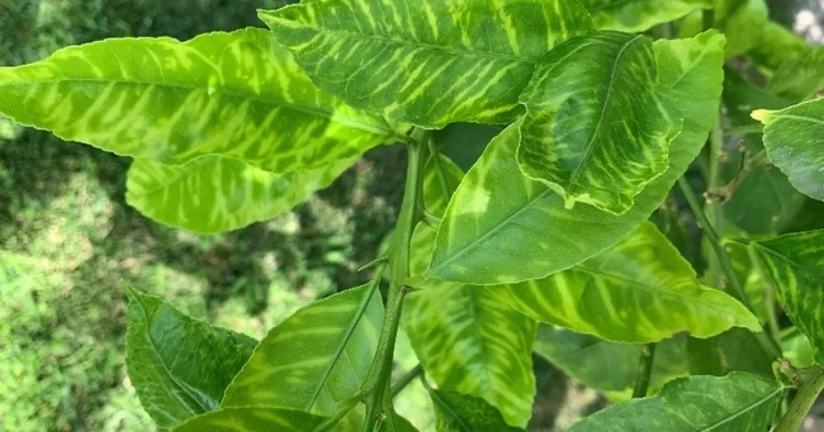 Citrus yellow vein clearing virus, a new citrus pathogen identified in ...